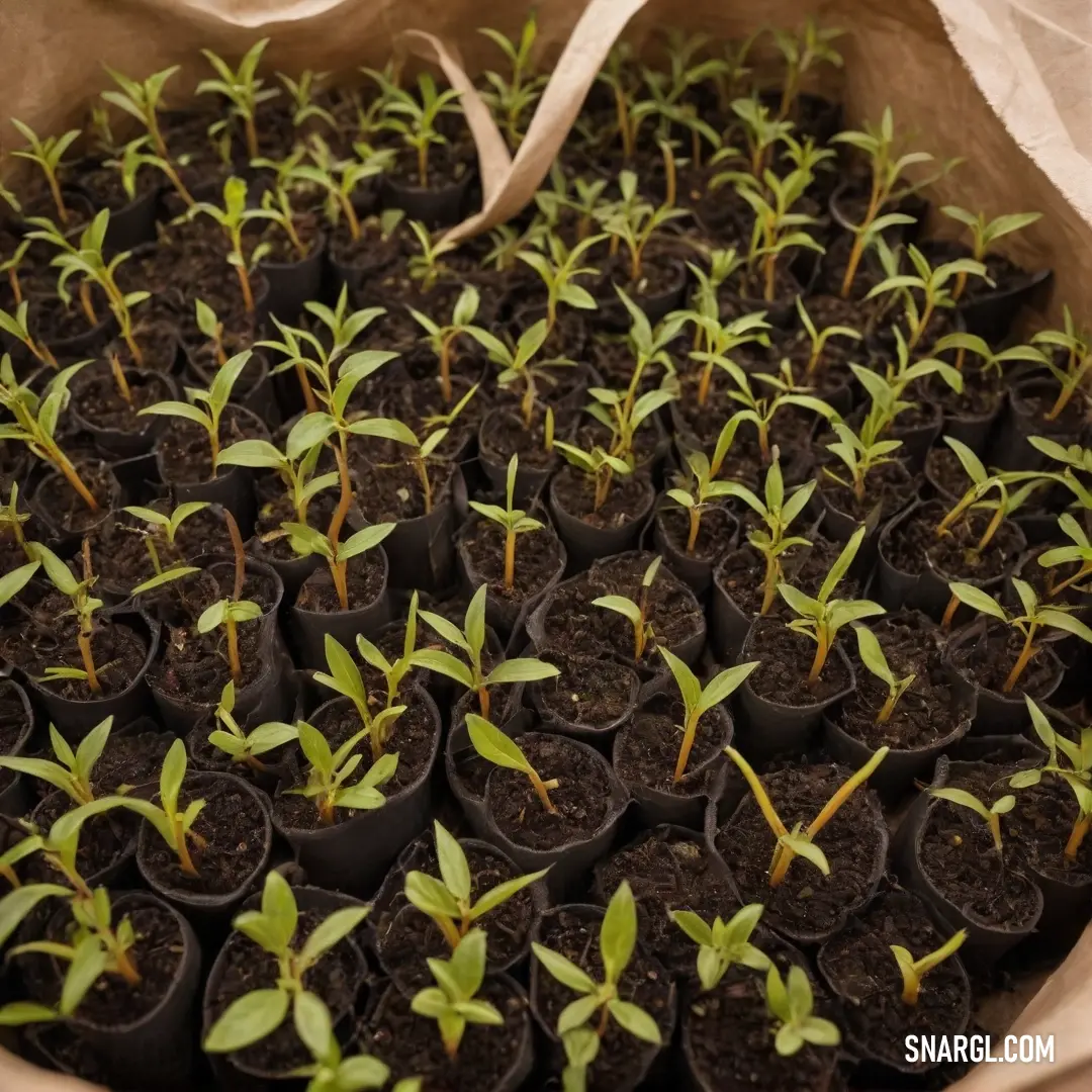 What is Dark Goldenrod Color? Examples, Uses, and Similar Shades