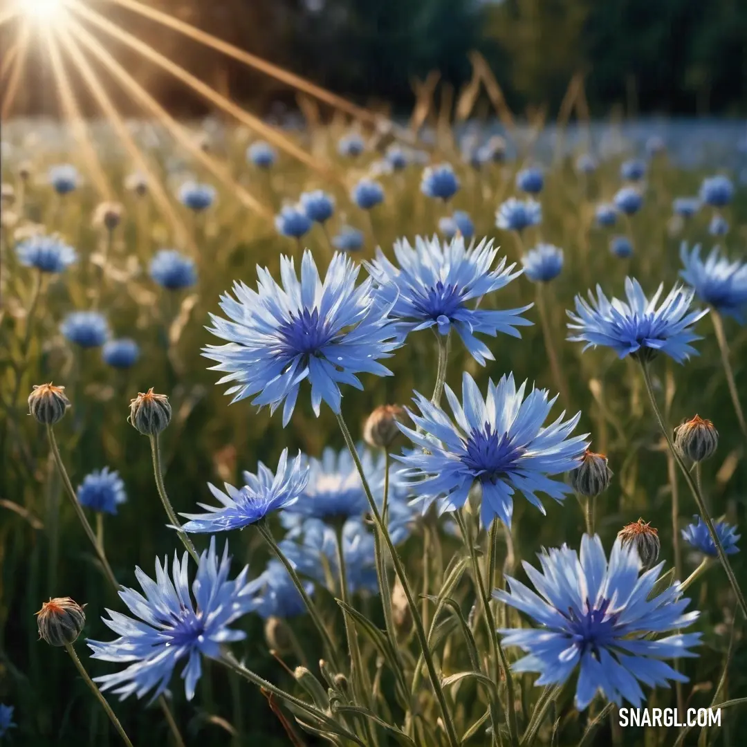 PANTONE 2091 Color: Meaning, Examples, and Combinations PANTONE 2091 Color: Meaning, Examples, and Combinations