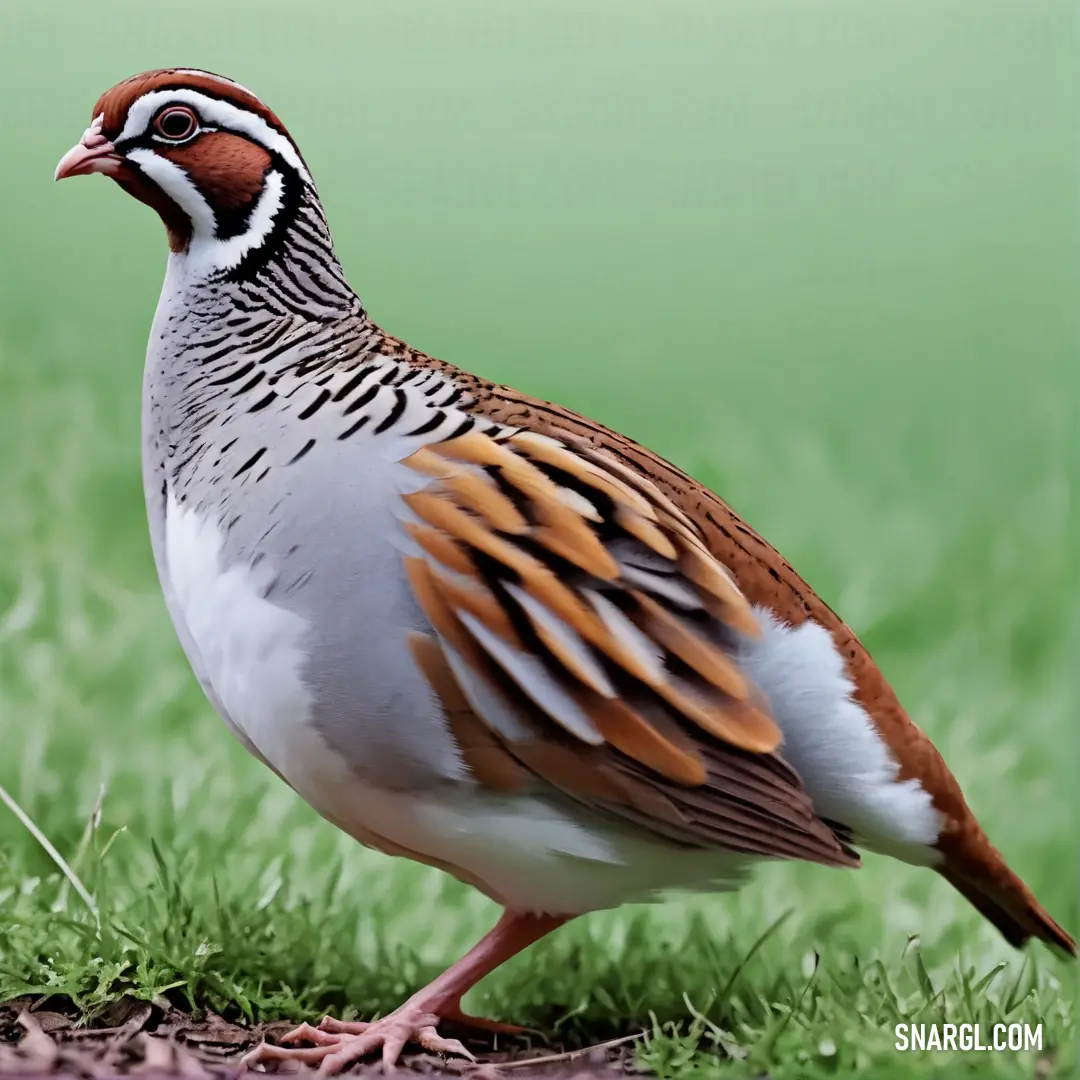 Partridge - Types, Habitats, and Interesting Facts About Partridges